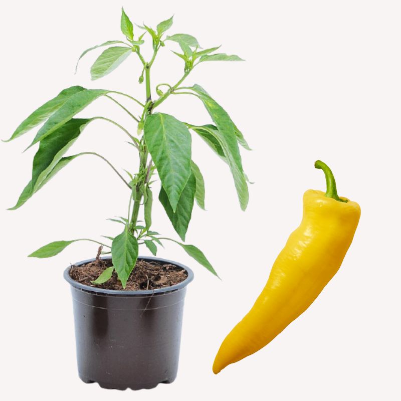Peperoni Pflanzen Kaufen