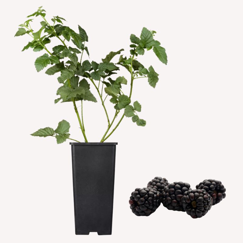 Brombeere | Beeren-Sträucher online bestellen – Urban Hochbeet
