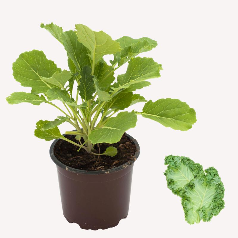 Ewiger Kohl 🥬 | Gemüse-Pflanzen für den Balkon online bestellen – Urban ...