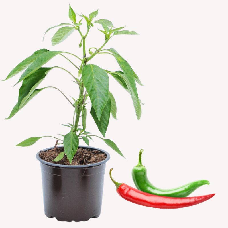 Riesen-Peperoni online kaufen 🌶️ | Balkongemüse selbst anpflanzen ...